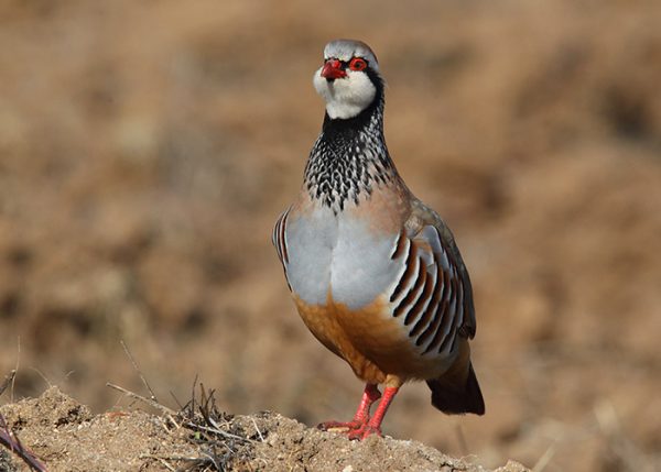 Vente de perdrix à Caen