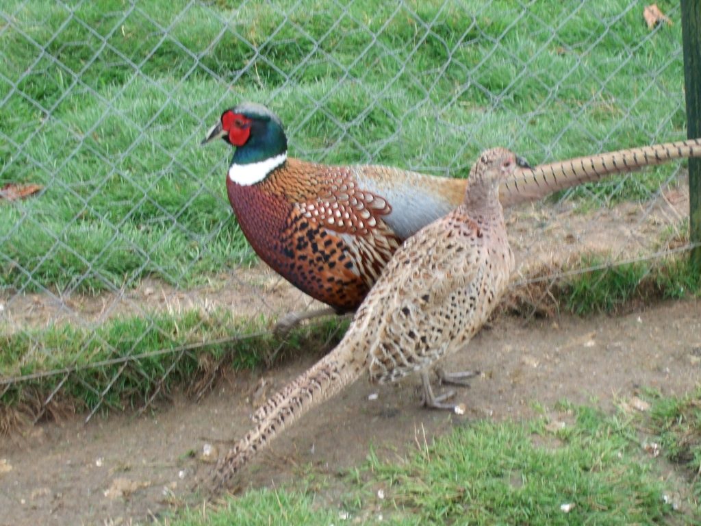 Vente de faisan à Caen