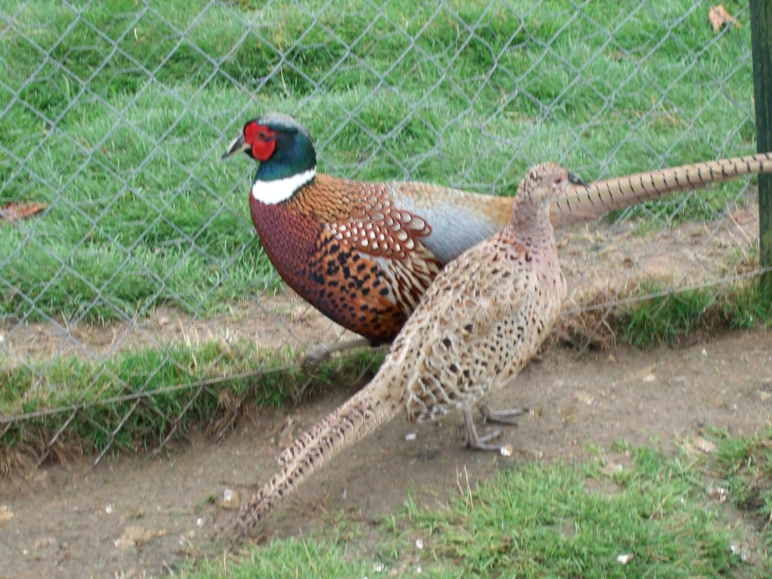 Vente de faisan à Caen