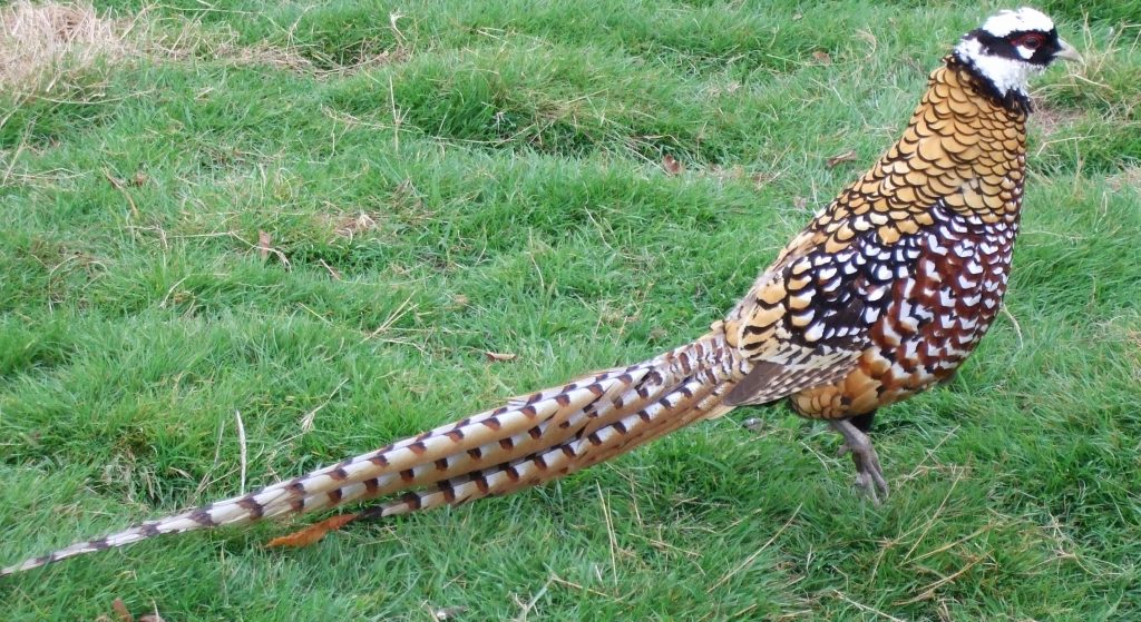 Vente de faisan à Caen
