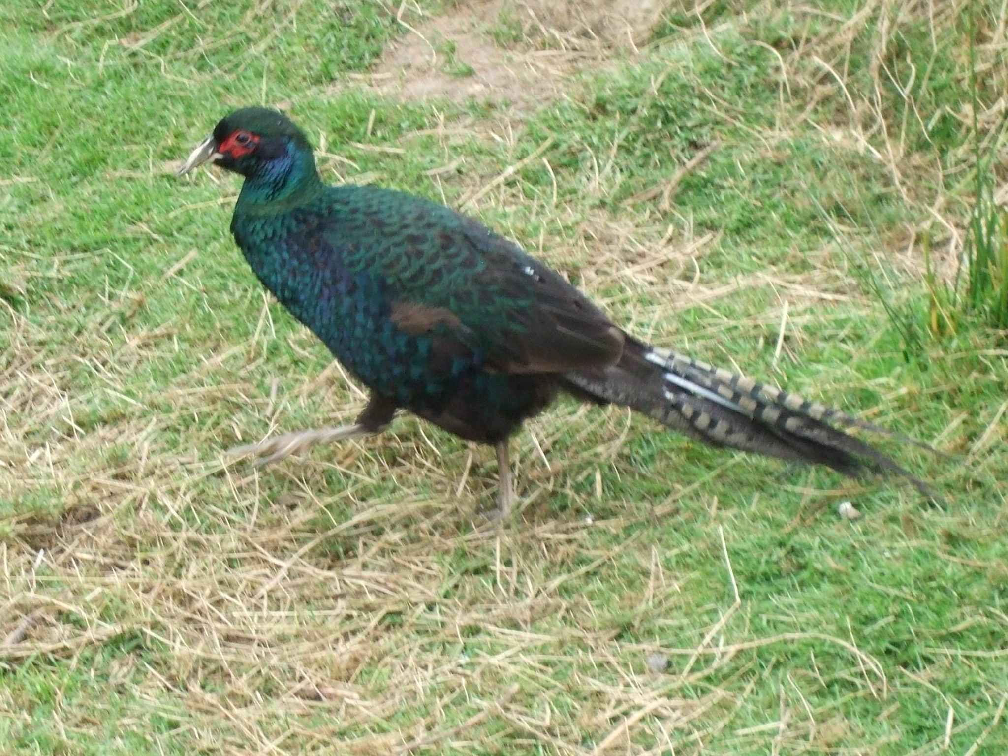 Vente de faisan à Caen