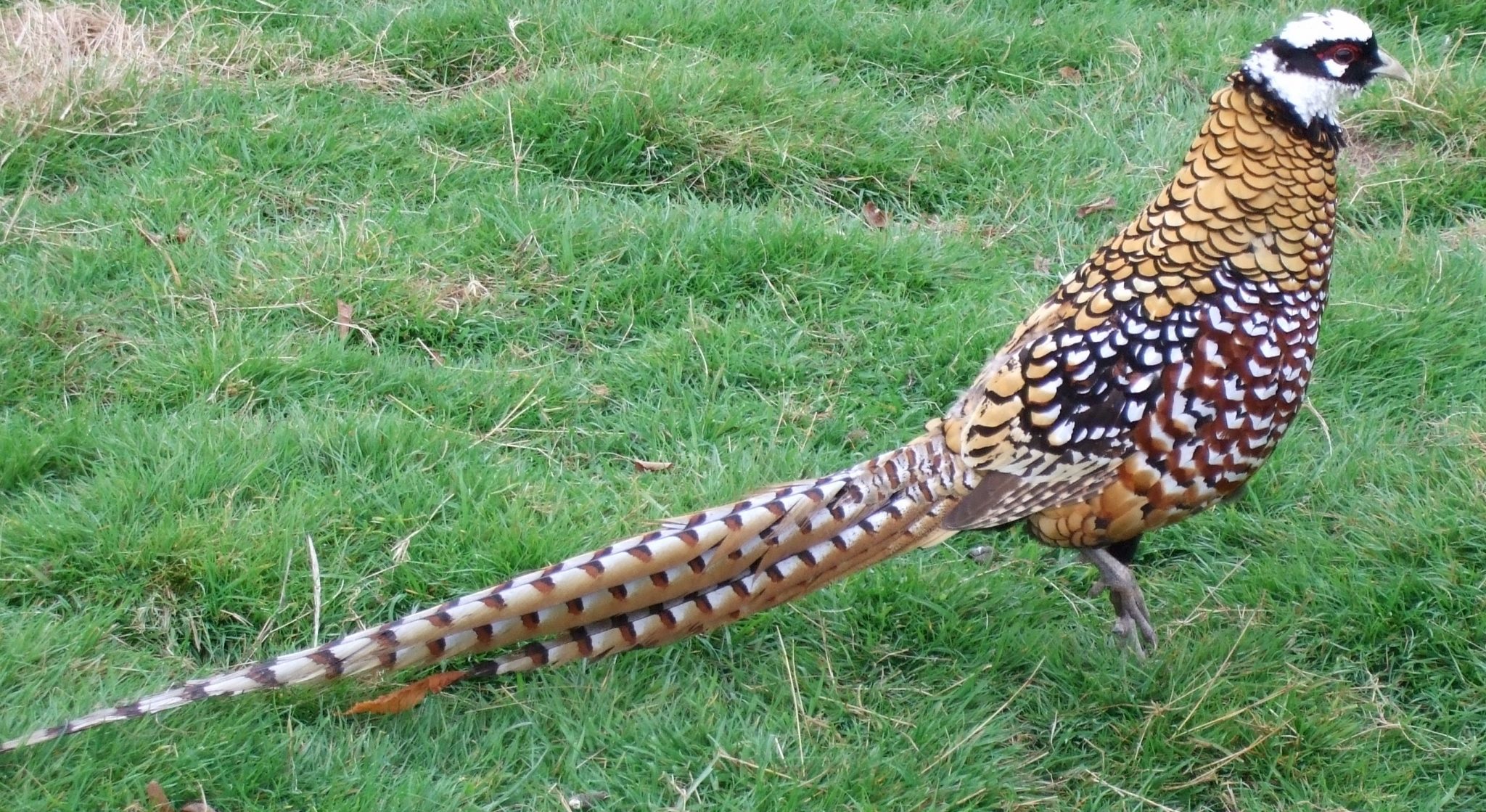 Vente de faisan à Caen